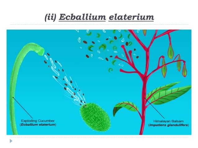 Seed Dispersal (Reproductive Biology of Angiosperms) | PPTX