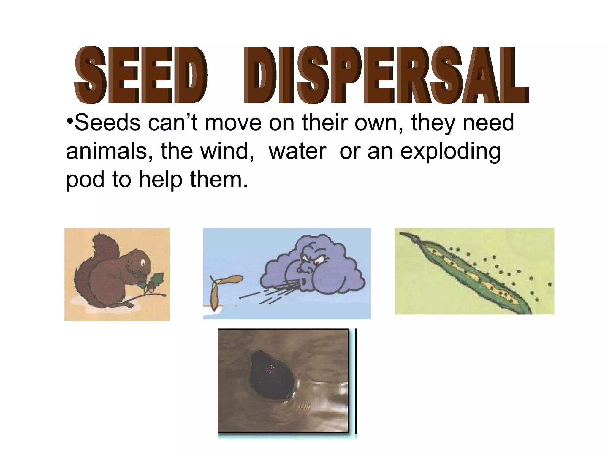 HOW SEEDS ARE DISPERSED | PPT | Free Download