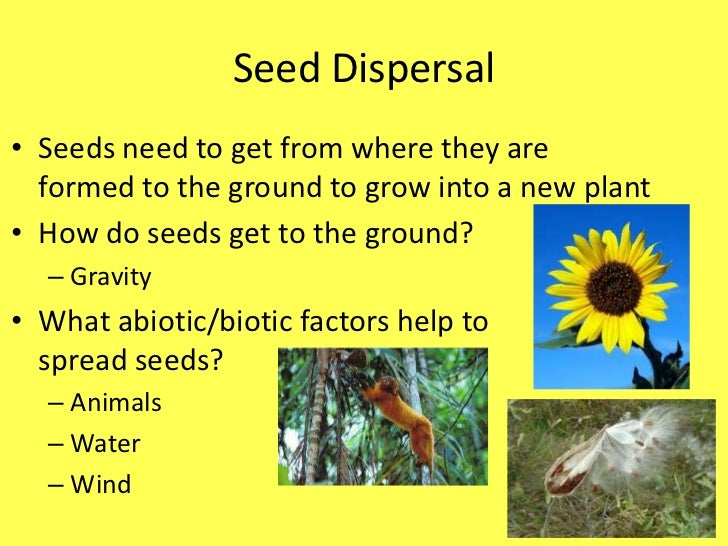 Seed dispersal