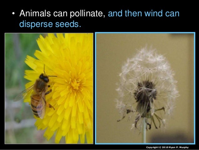 Seed Dispersal Lesson PowerPoint, Plants, Wind, Water, Animals, Ecolo…
