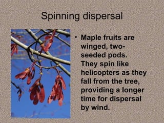 Seed dispersal | PPT