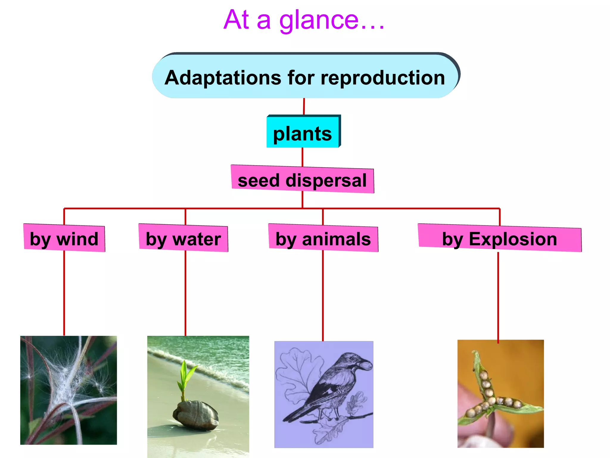 Seed dispersal | PPS