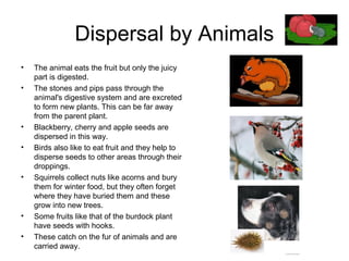 Seed dispersal | PPS