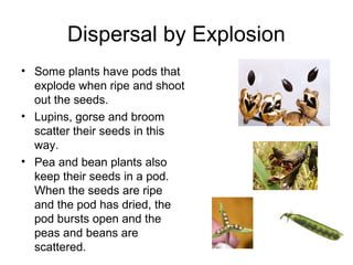 Seed dispersal | PPS