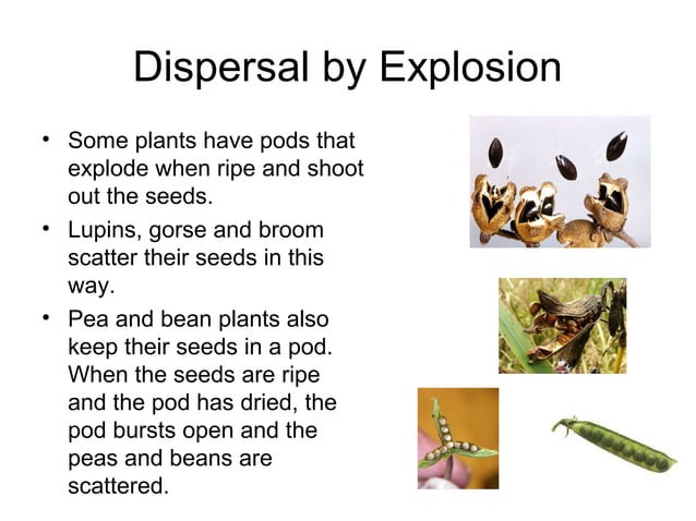 Seed dispersal | PPS