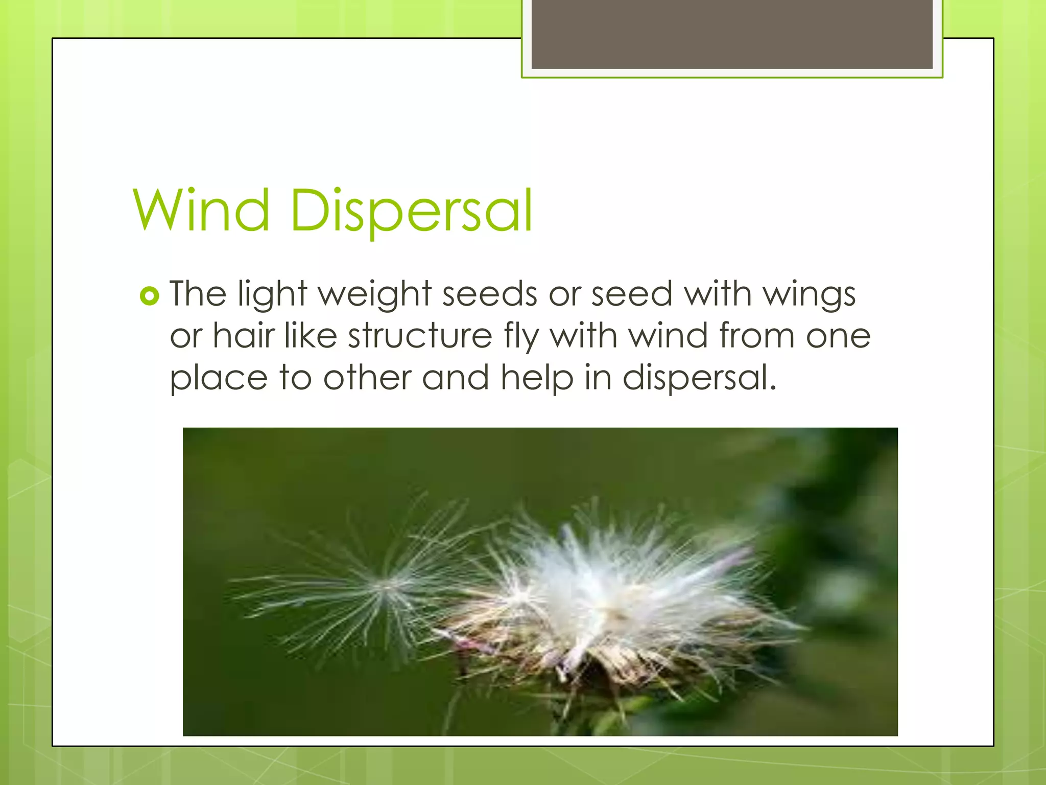 Seed dispersal | PPTX