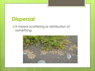 Seed dispersal | PPTX