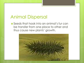 Seed dispersal | PPTX