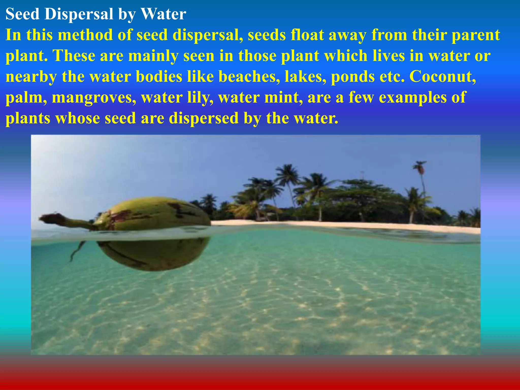 SEED DISPERSAL- CLASS V ENVIRONMENTAL STUDIES | PPTX