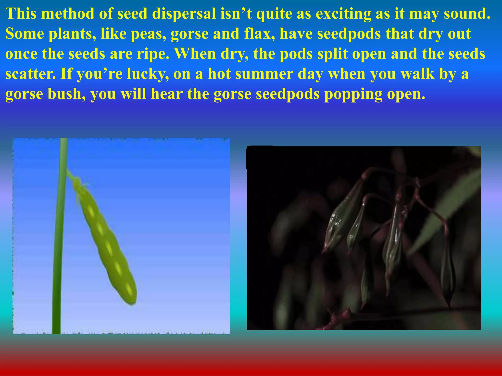 SEED DISPERSAL- CLASS V ENVIRONMENTAL STUDIES | PPTX