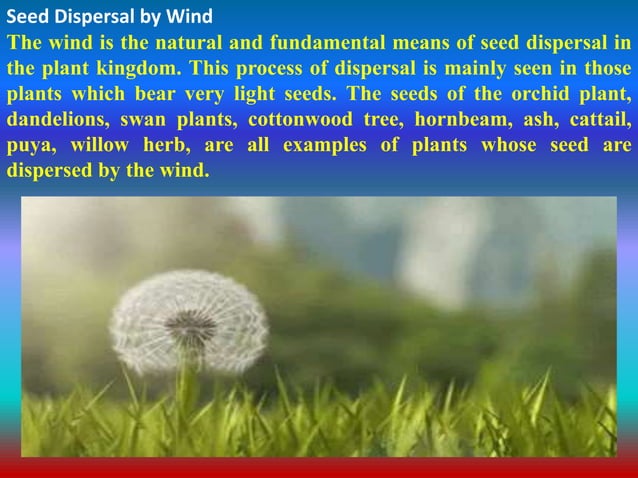 SEED DISPERSAL- CLASS V ENVIRONMENTAL STUDIES | PPTX