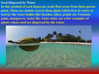 SEED DISPERSAL- CLASS V ENVIRONMENTAL STUDIES | PPTX