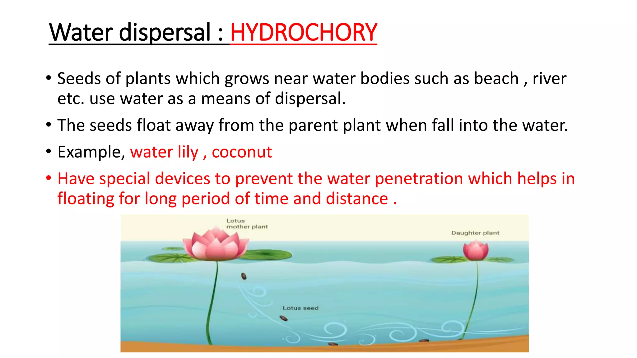 seed dispersal | PPTX