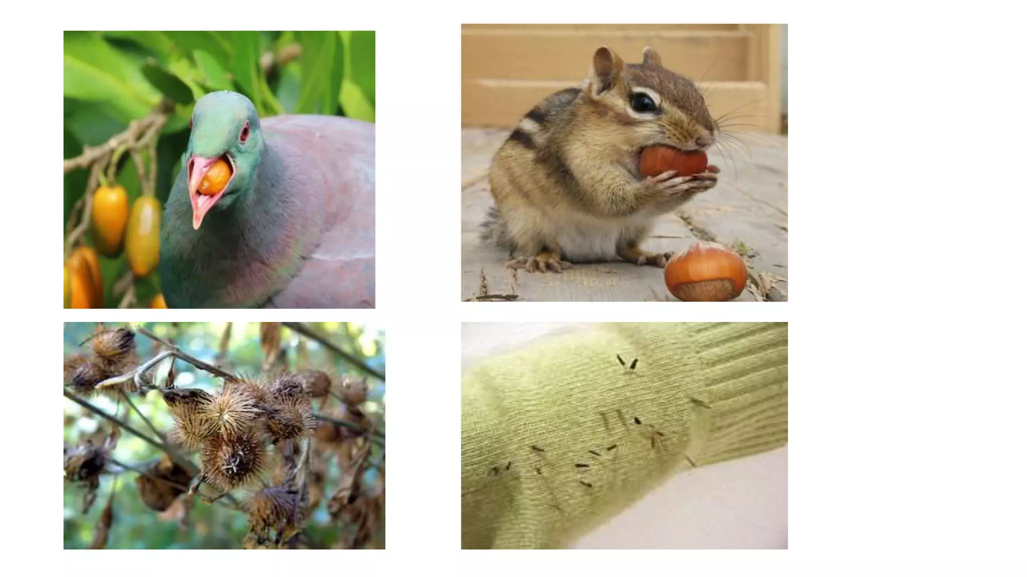 seed dispersal | PPTX