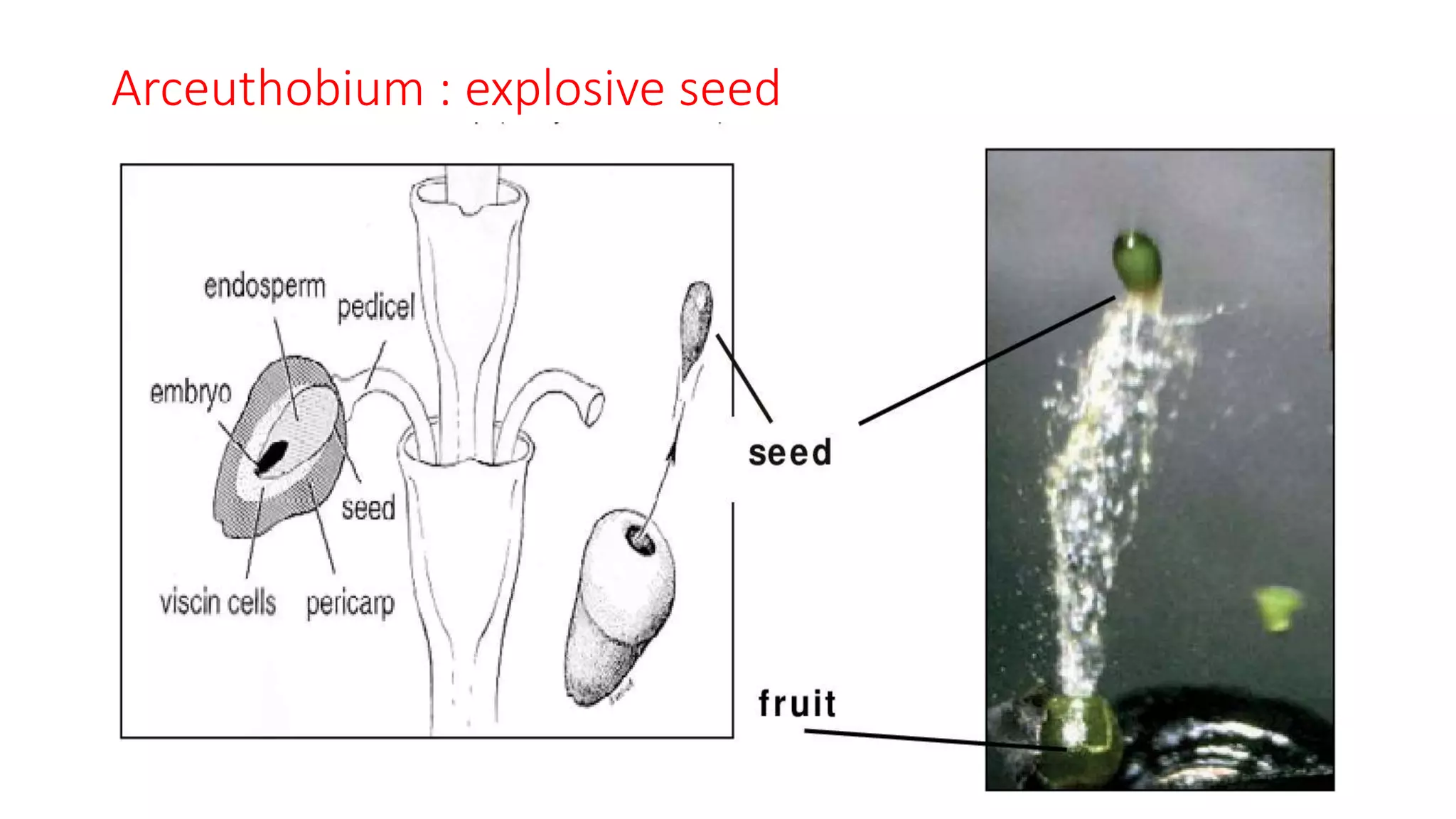 seed dispersal | PPTX