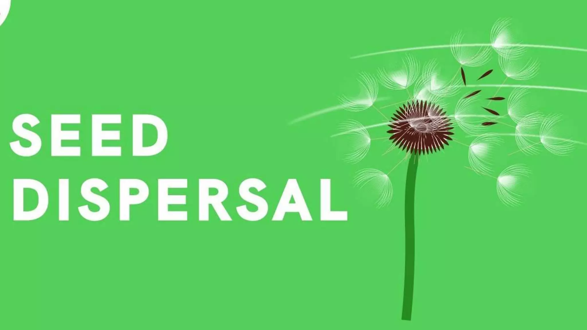 seed dispersal | PPTX