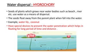 seed dispersal | PPTX