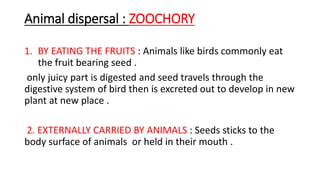 seed dispersal | PPTX