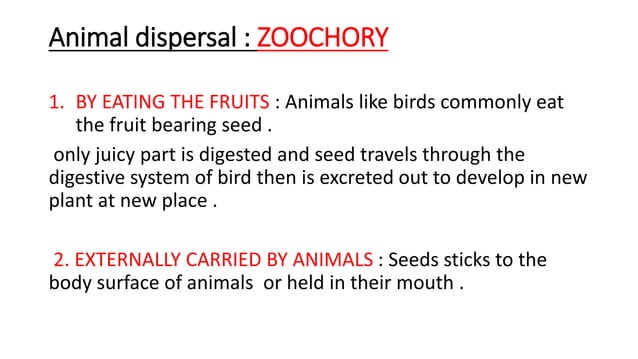 seed dispersal | PPTX | Gardening | Home & Garden