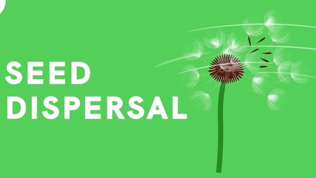 seed dispersal | PPTX | Gardening | Home & Garden