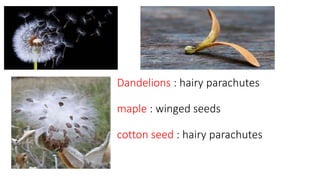 seed dispersal | PPTX