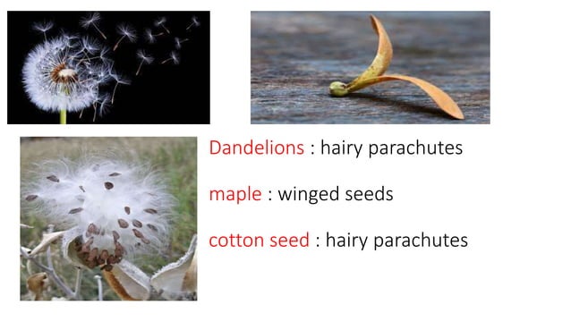 seed dispersal | PPTX | Gardening | Home & Garden