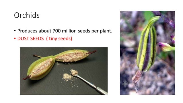 seed dispersal | PPTX | Gardening | Home & Garden