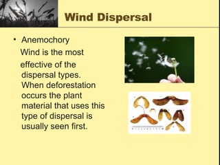 Seeddistest1 | PPT | Free Download