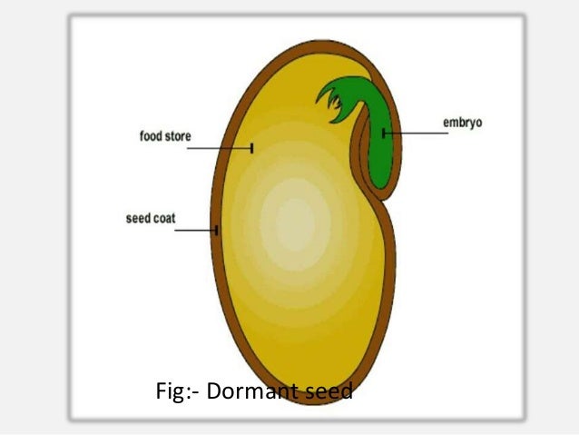 Seed dormancy