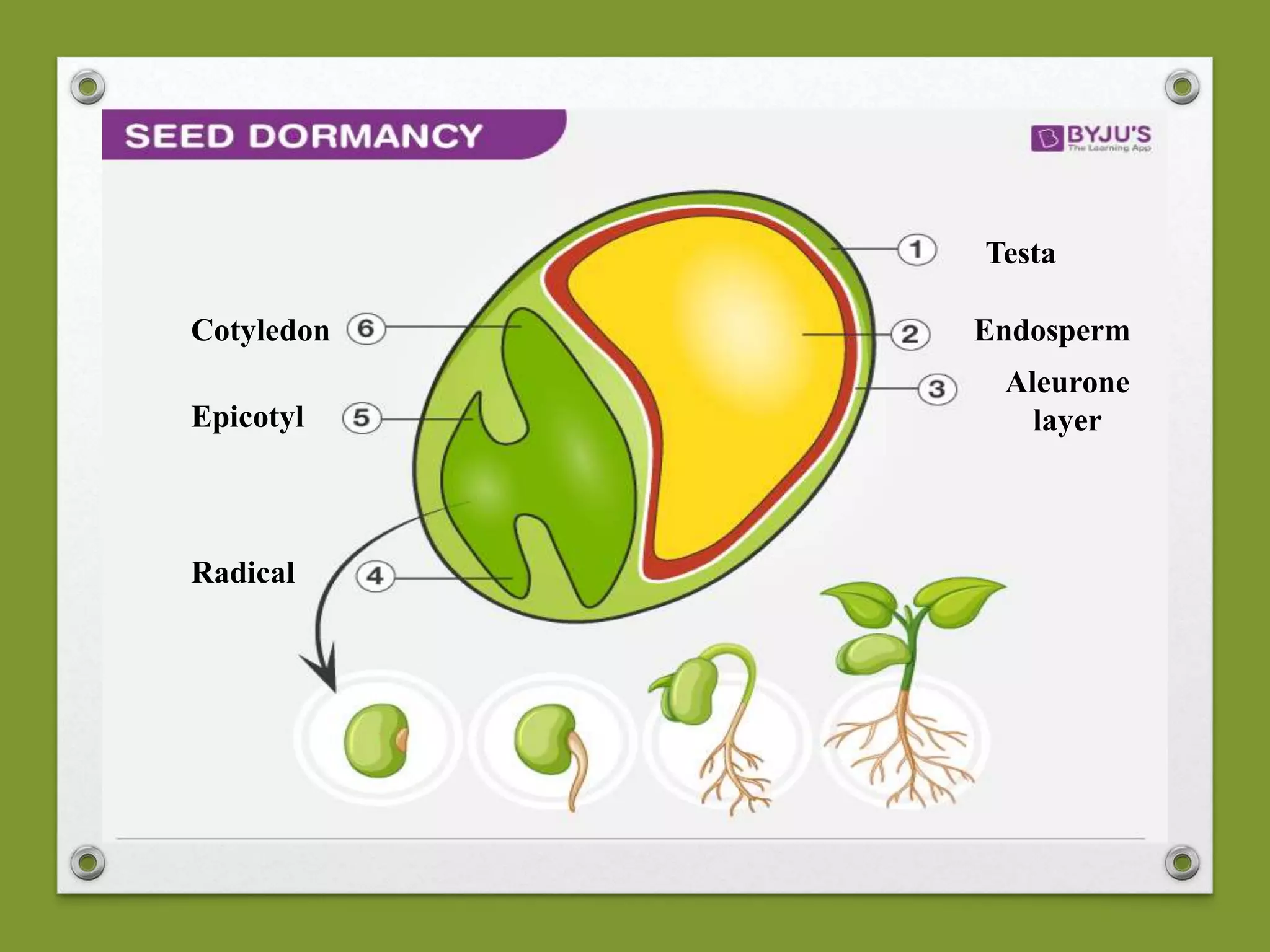 Seed dormancy | PPTX