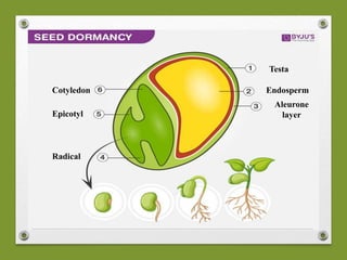 Seed Dormancy Types, Causes, Methods, Importance, And FAQs, 48% OFF