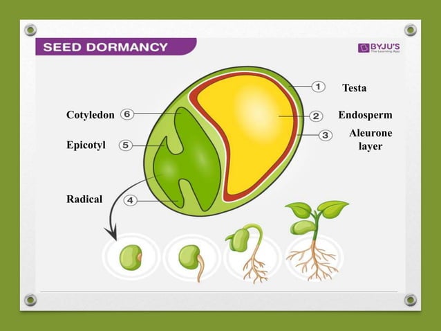 Seed dormancy | PPT