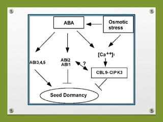 Abscisic Acid Seed Dormancy