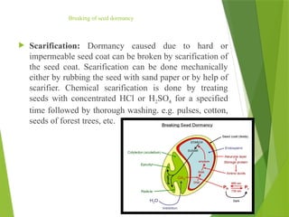 seeddormancy-220318140528...........pptx