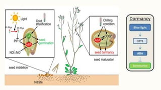 Seed dormancy, its causes and applicability | PPTX