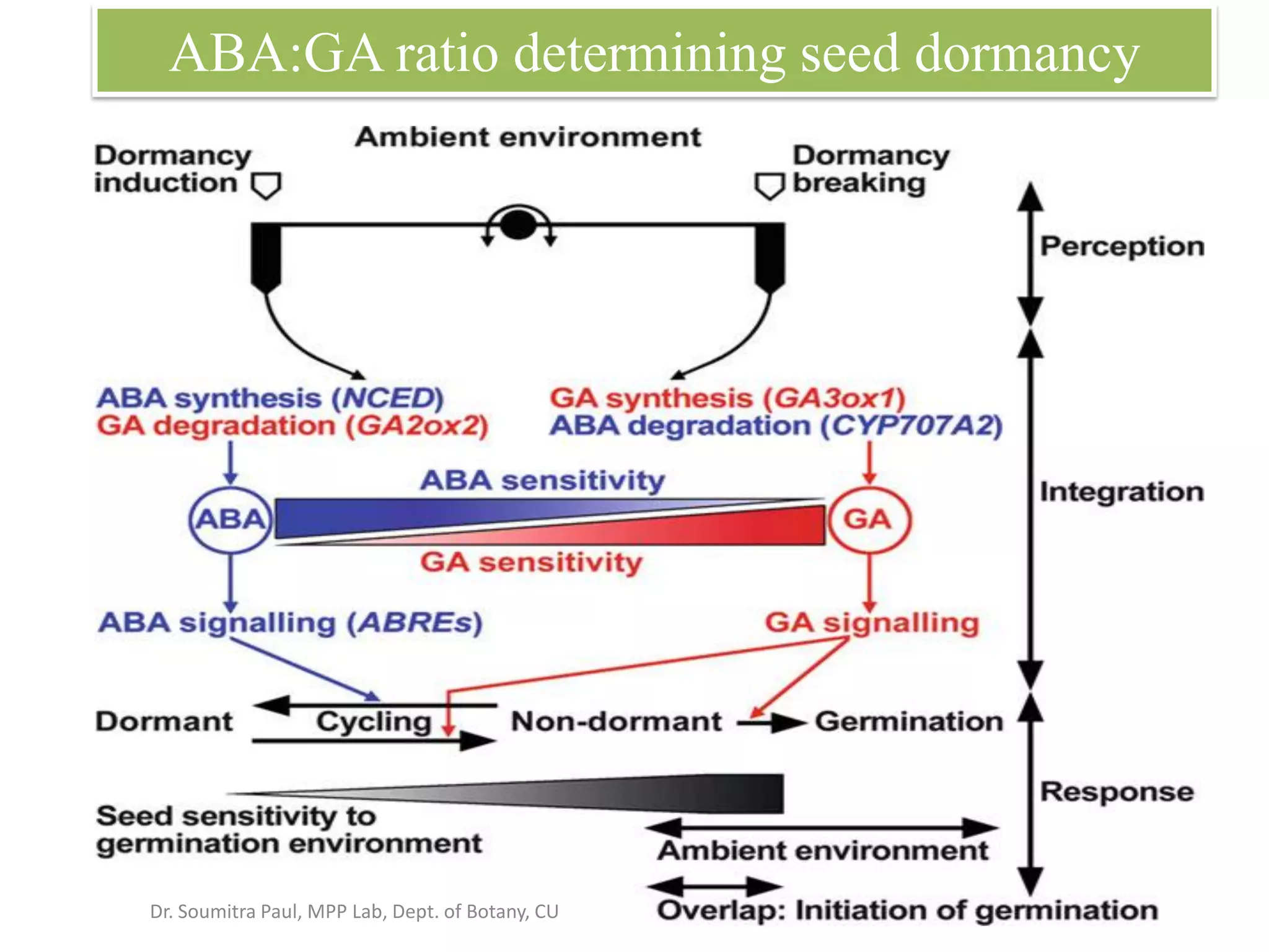 Seed dormancy and germination regulation | PDF