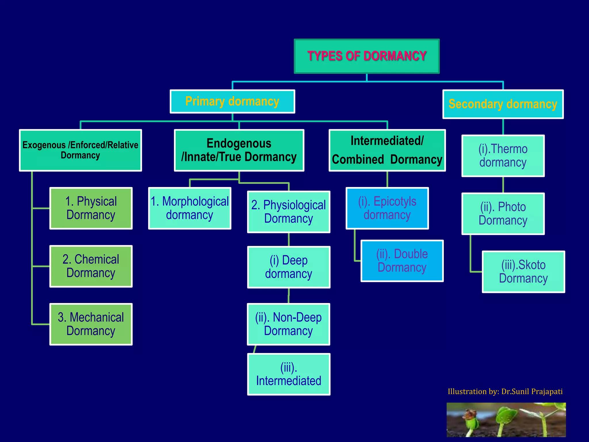 Seed Dormancy | PPTX