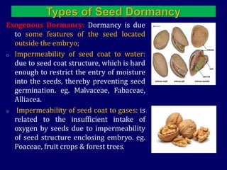 Seed Dormancy | PPTX