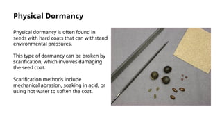 Seed Dormancy It's Types And What's The Measures Needed To Break The ...