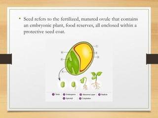 Seed Dormancy and its breaking of seed dormancy and helping in seed ...