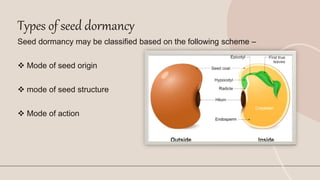 SEED DORMANCY vishal.pptx