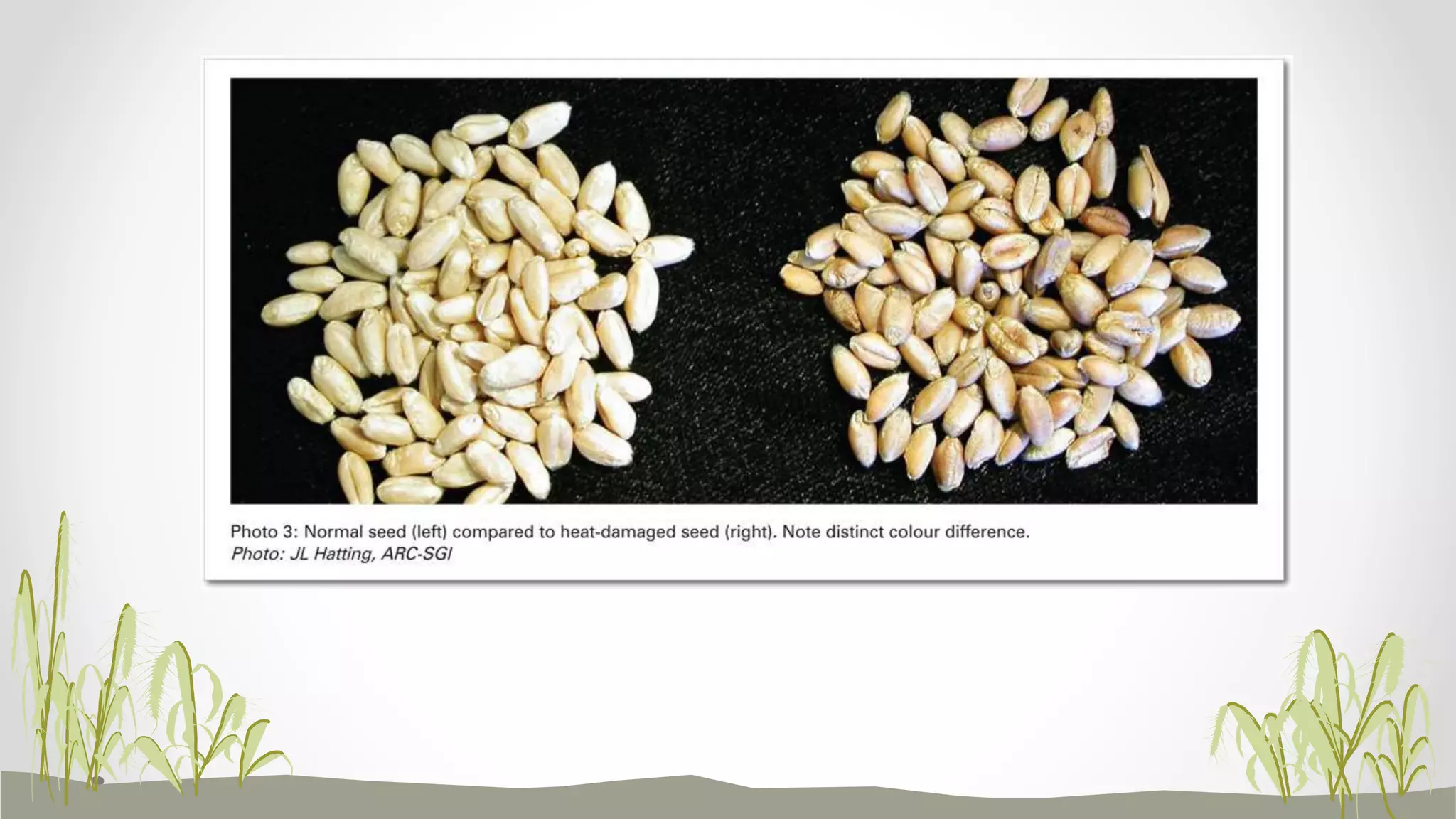 Seed drying and it's methods | PPTX