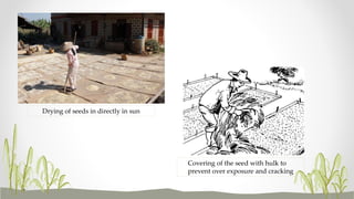 Seed drying and it's methods | PPTX