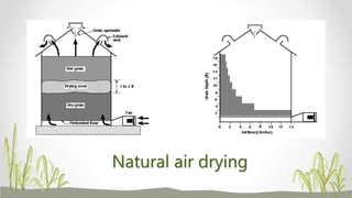 Seed drying and it's methods | PPTX