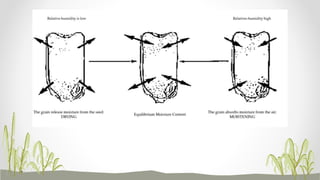 Seed drying and it's methods | PPTX