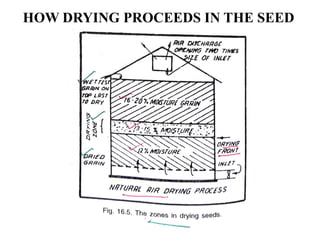 SEED DRYING (23-03-2019)-1.pptx seed drying of agriculture products | PPTX