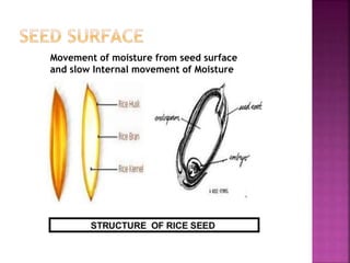 Seed drying presentation | PPTX