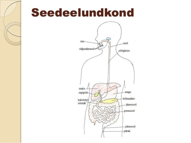 Seedeelundid