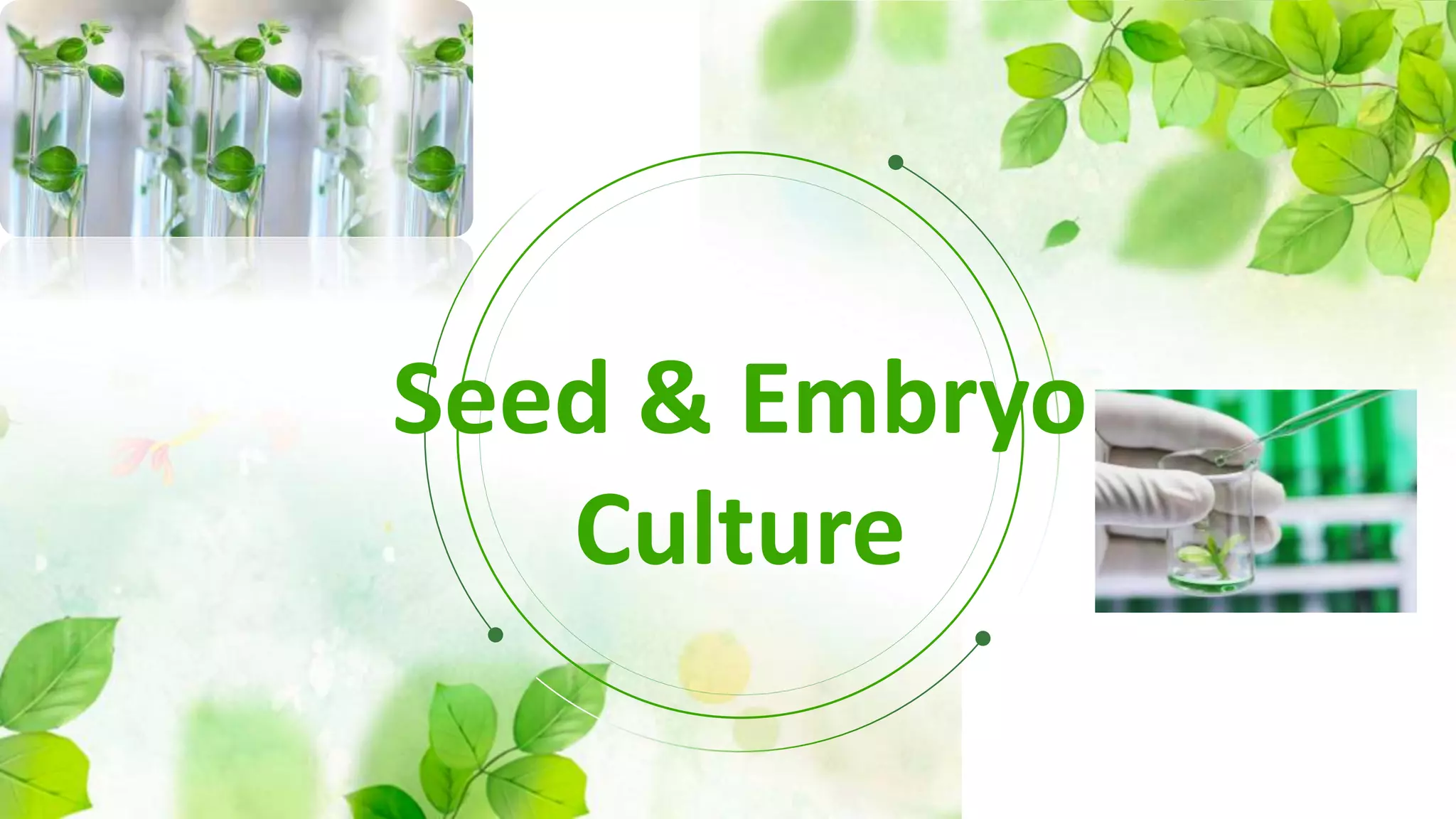 Seed & Embryo culture.pptx