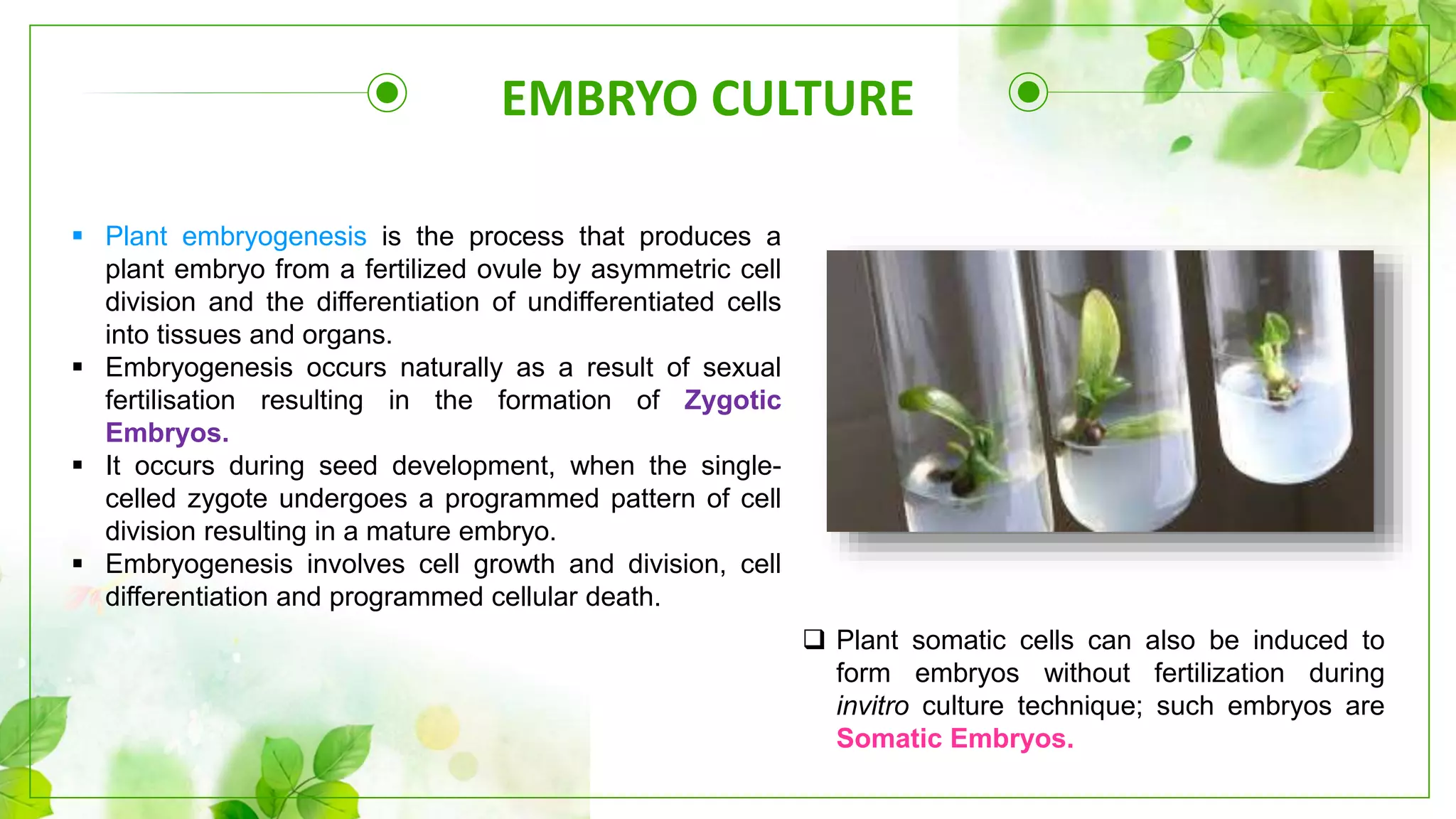 Seed & Embryo culture.pptx